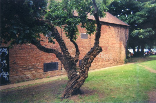 Library & Priory Center’s Mulberry tree – Past Times of St.Neots
